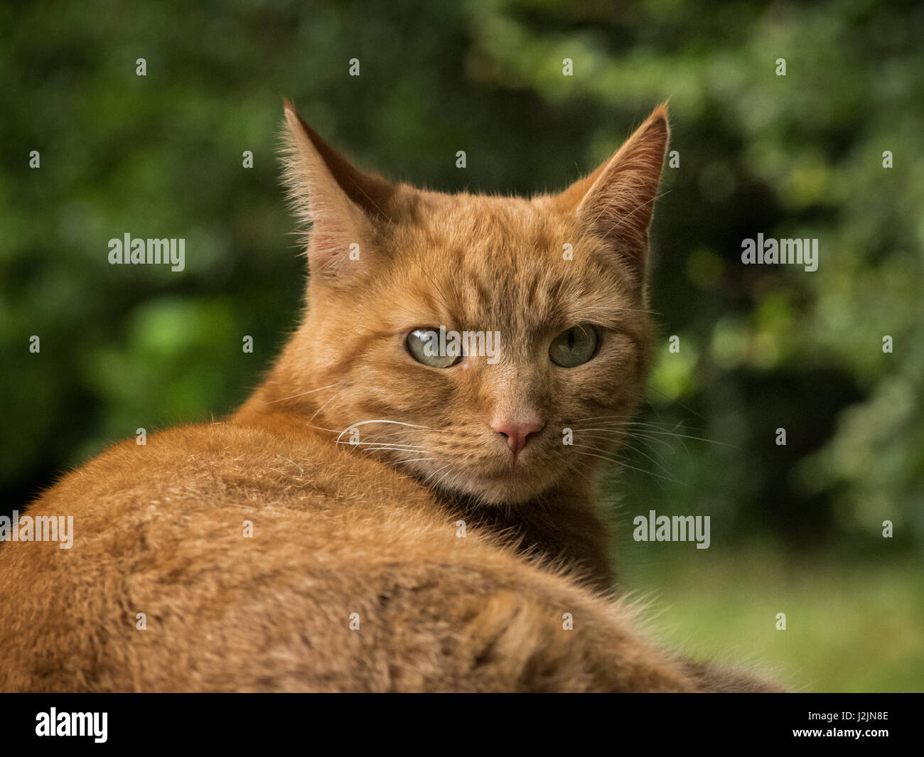 ginger cat sitting in garden Stock Photo - Alamy