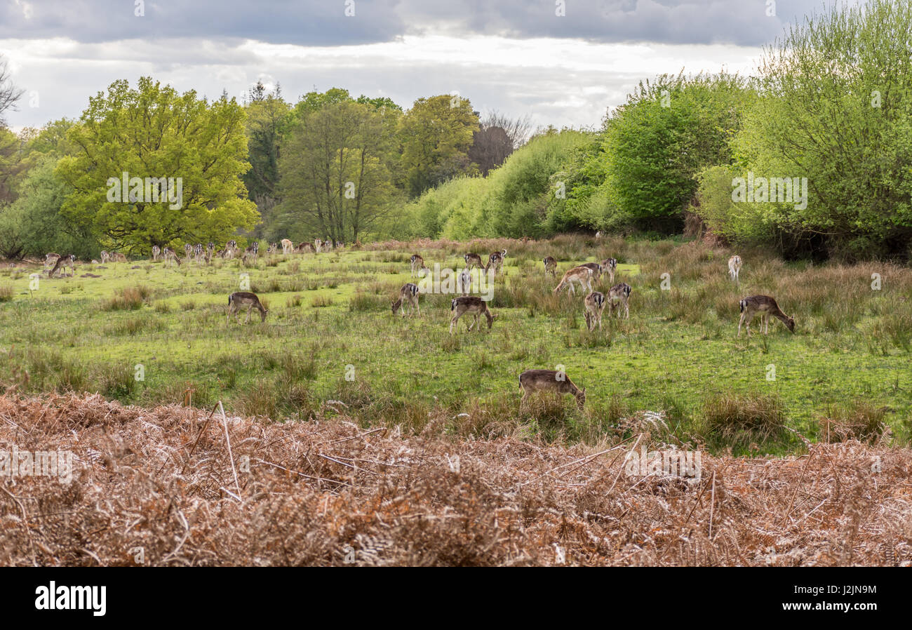 New forest habitat hi-res stock photography and images - Alamy