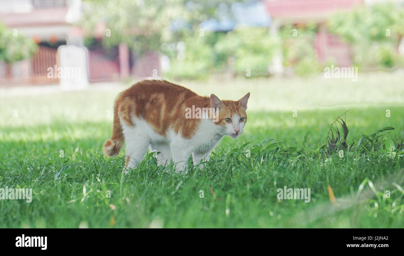 A cat on field with blur background Stock Photo - Alamy