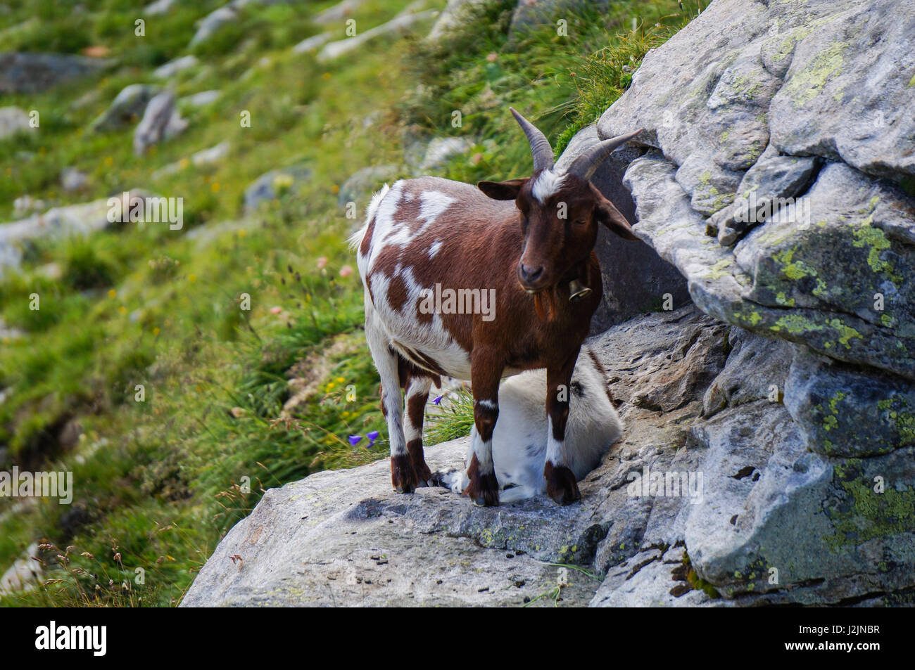 Domestic goats on a rocky outcrop in the Austrian Alps Stock Photo - Alamy