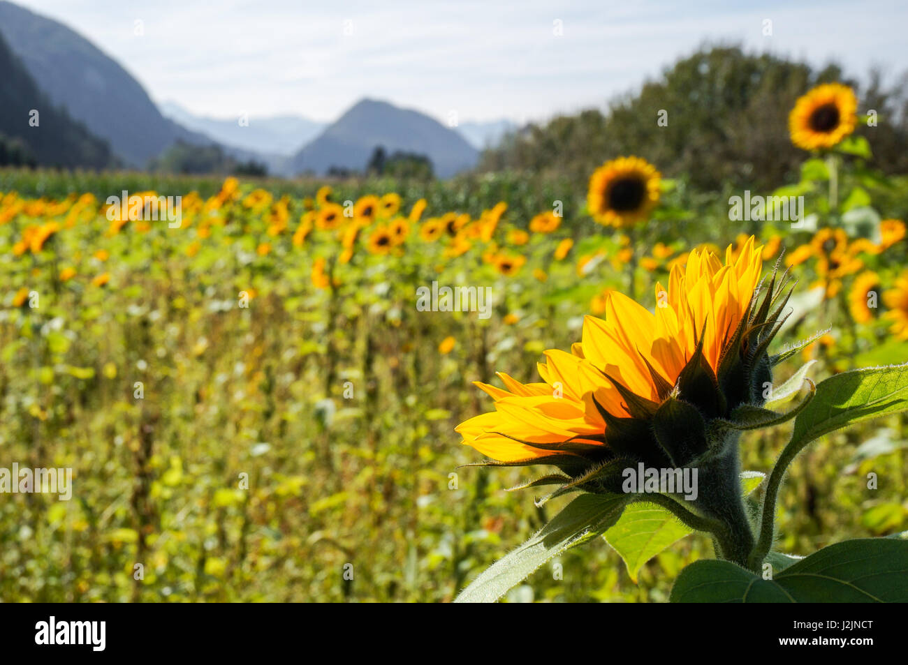 Macro of individual sunflower in a field of sunflowers with hills in ...