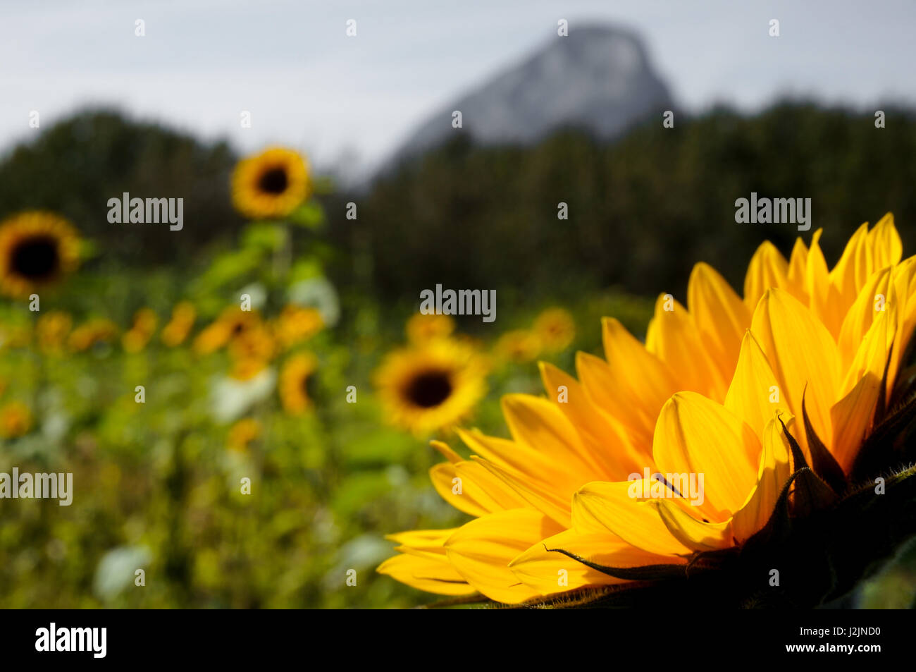 Macro of individual sunflower in a field of sunflowers with hills in ...