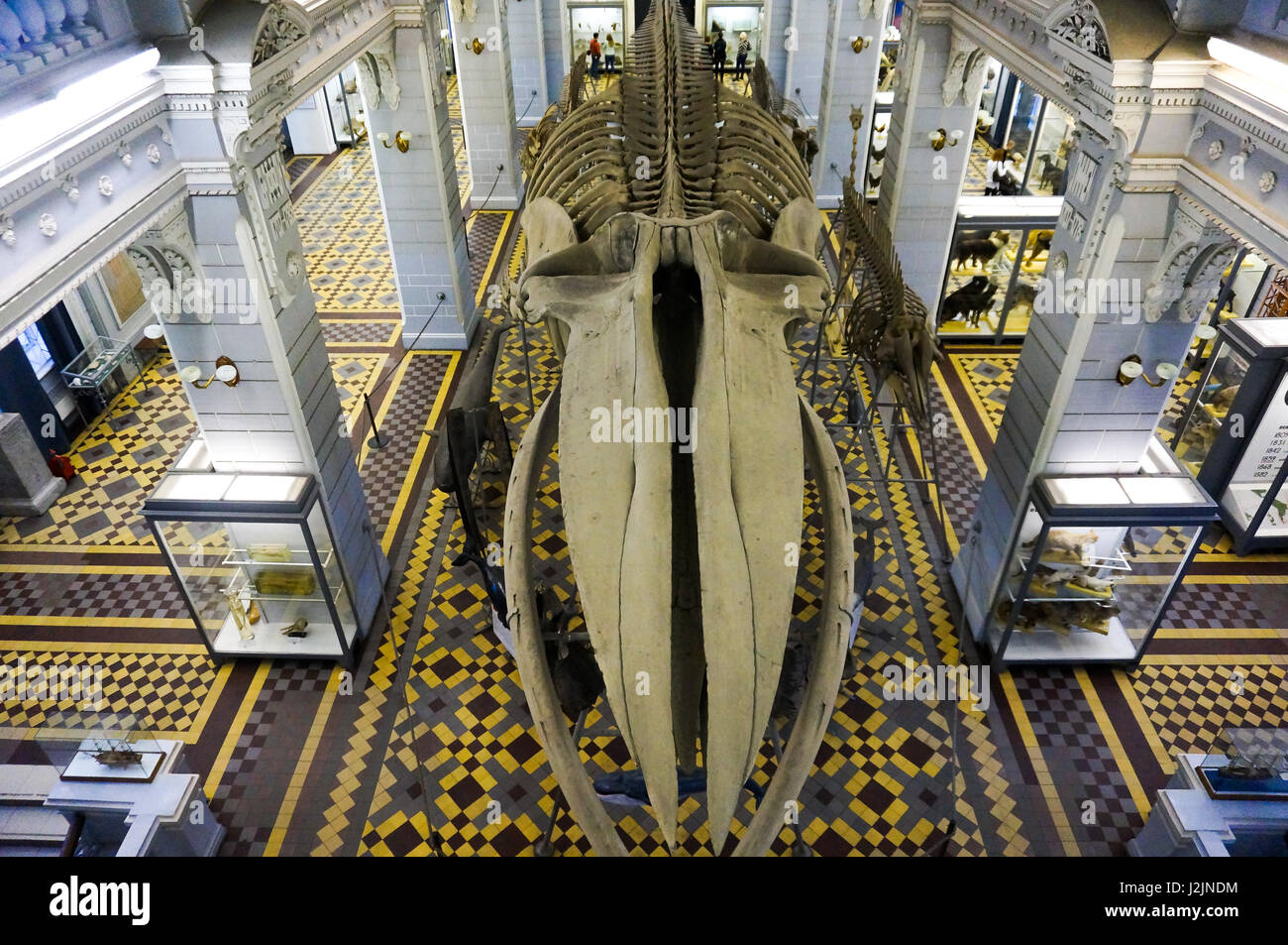 Animal giant whale blue hi-res stock photography and images - Alamy