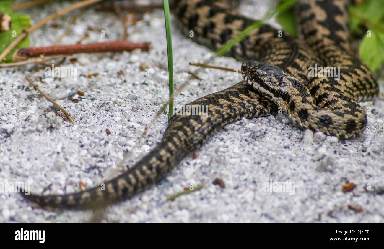 Adder snake in New Forest National Park Reptile centre in UK Stock ...