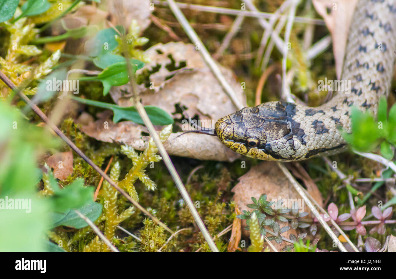 Smooth snake in New Forest National Park Reptile centre in UK Stock ...