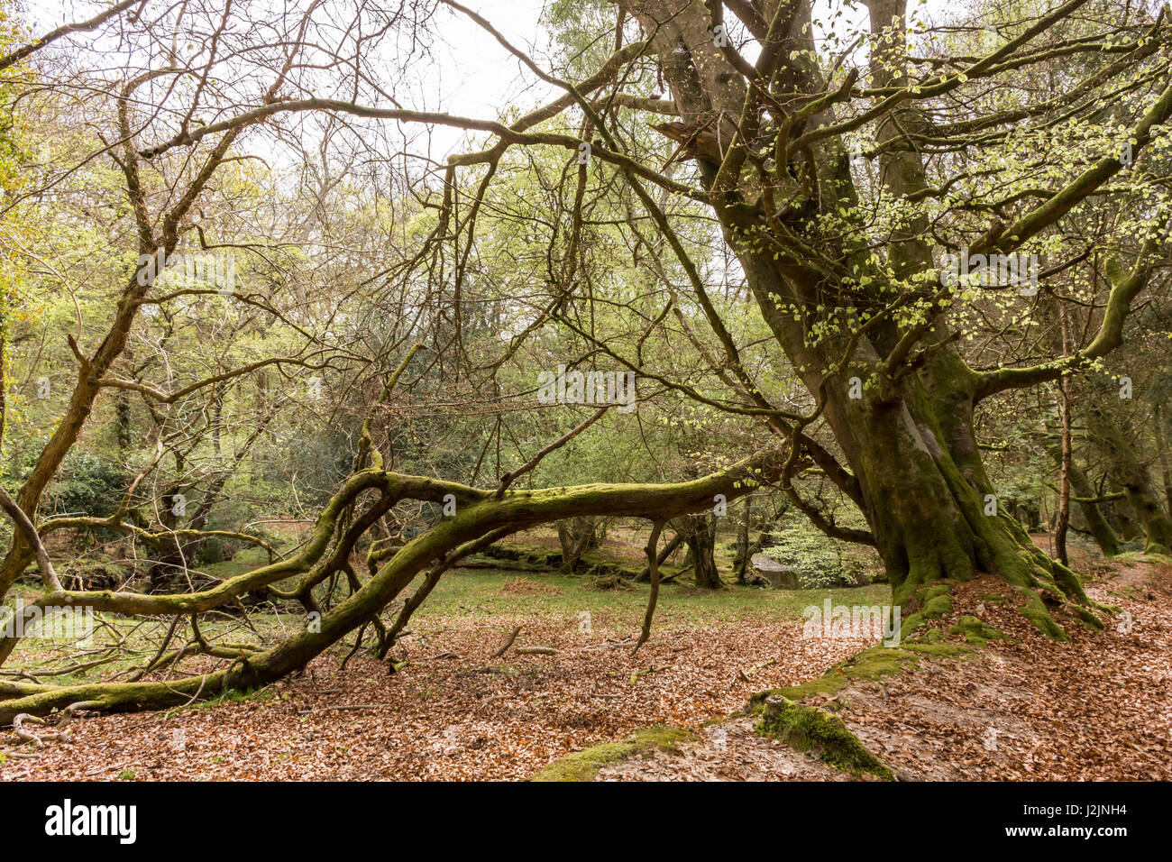 View of the New Forest in UK Stock Photo - Alamy