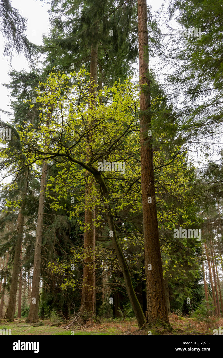 View of the New Forest in UK Stock Photo - Alamy