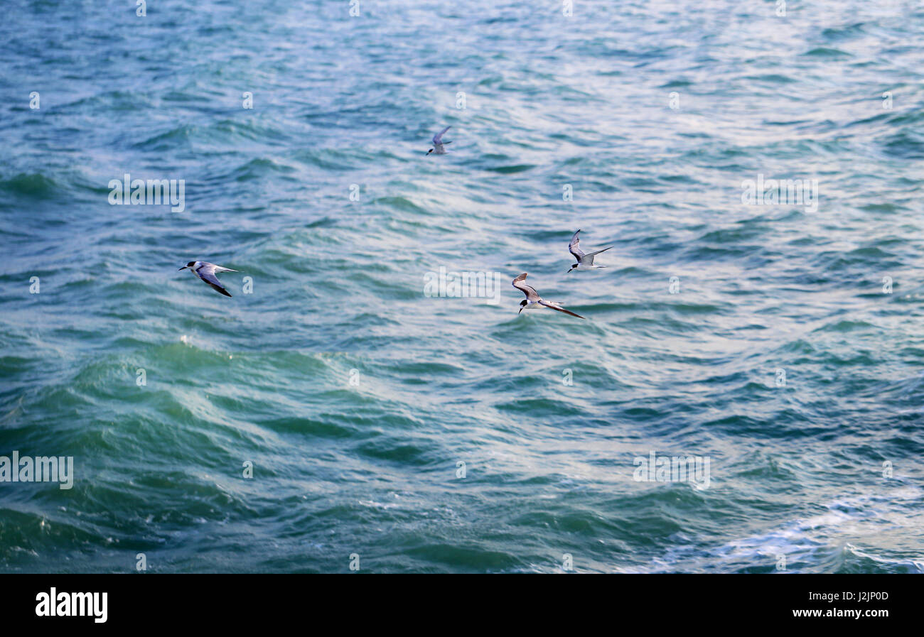 Photos background beautiful clean clear blue sea water Stock Photo - Alamy