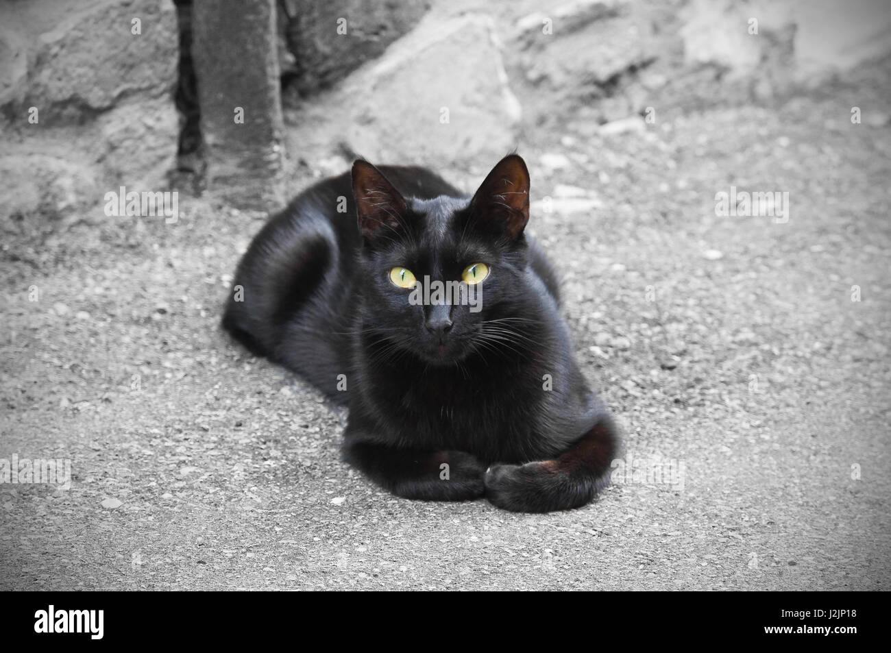 Crouched Cat Stock Photos & Crouched Cat Stock Images - Alamy