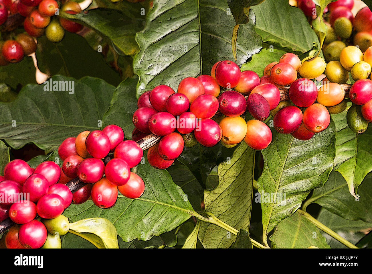 Seeds of coffee tree hi-res stock photography and images - Alamy