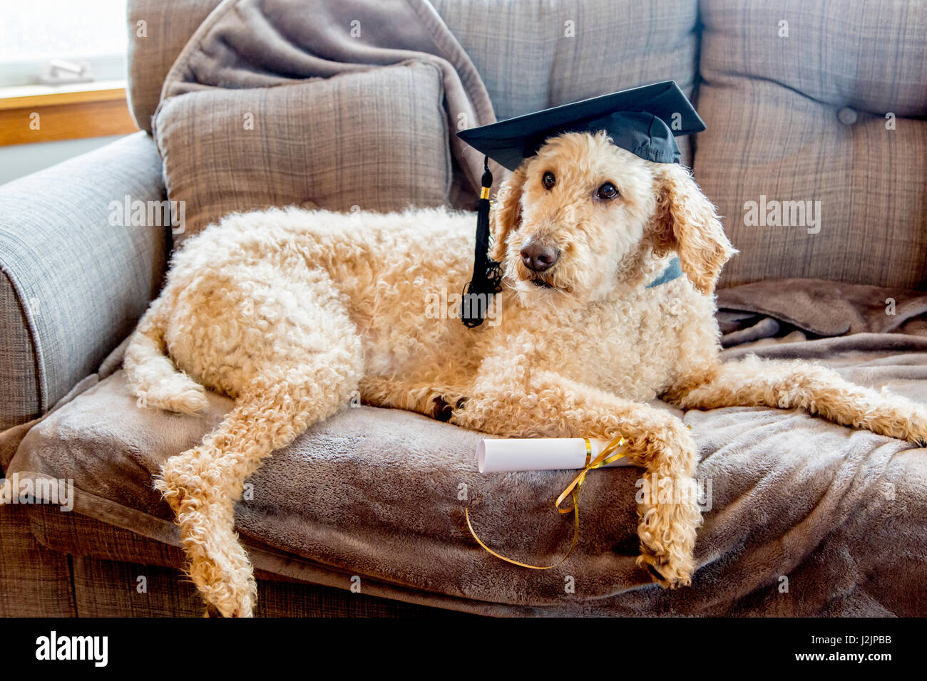 Poodle dog wearing graduation cap with diploma on a grey couch Stock ...