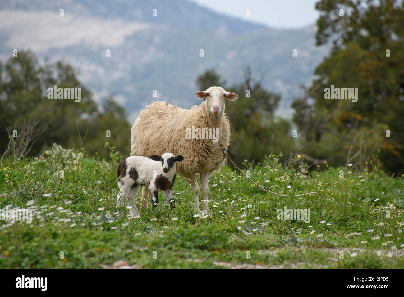 Tethered Lamb High Resolution Stock Photography and Images - Alamy