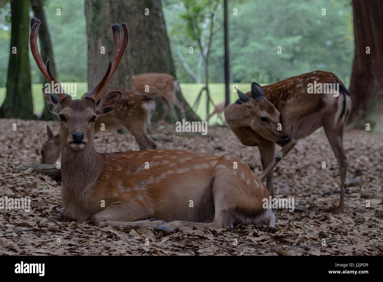 The local deer around Nara park are quite tame, in Nara (Japan Stock ...