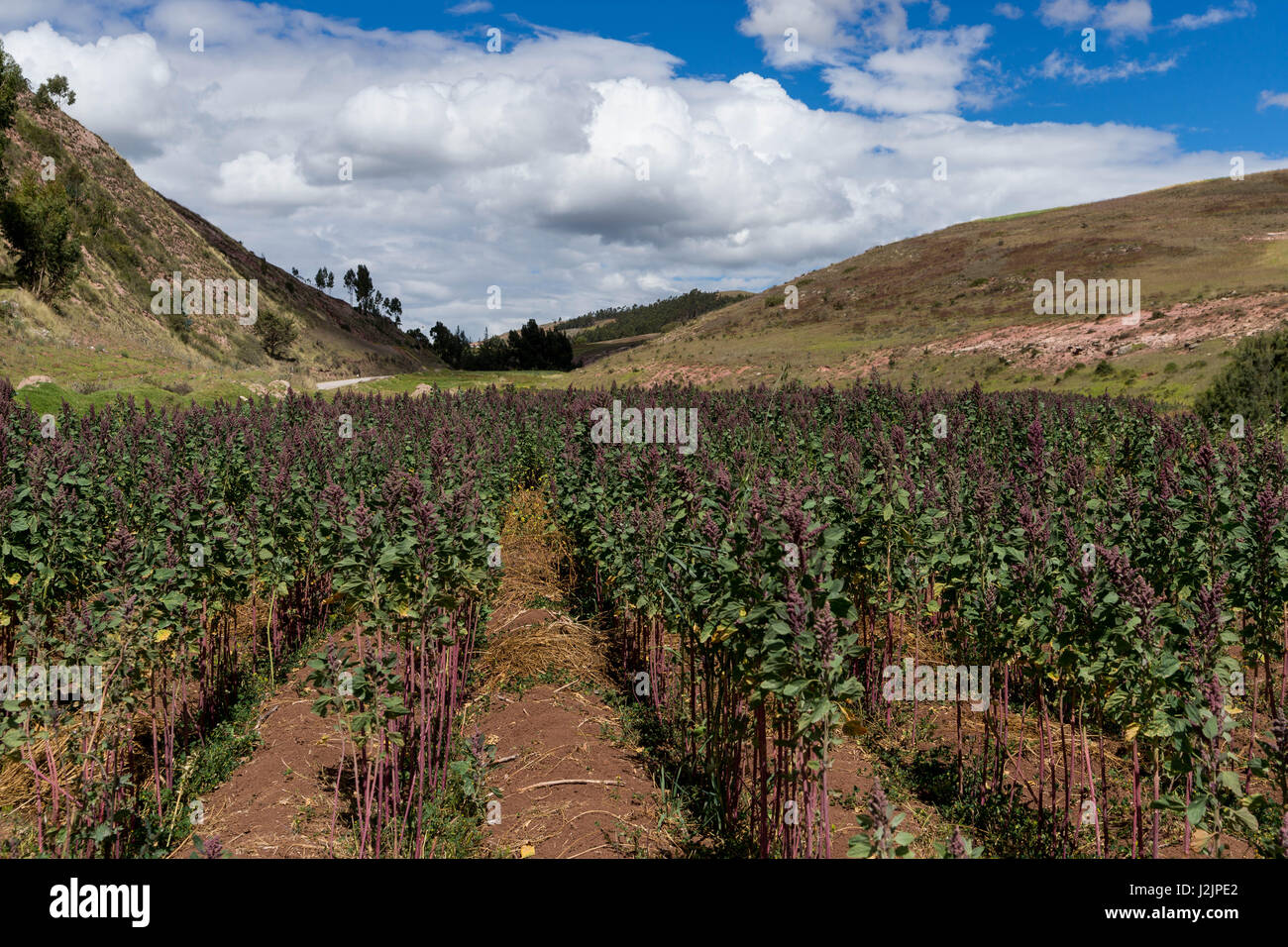 Quinoa crops at Moray near Maras in the Sacred Valley (Peru Stock Photo ...