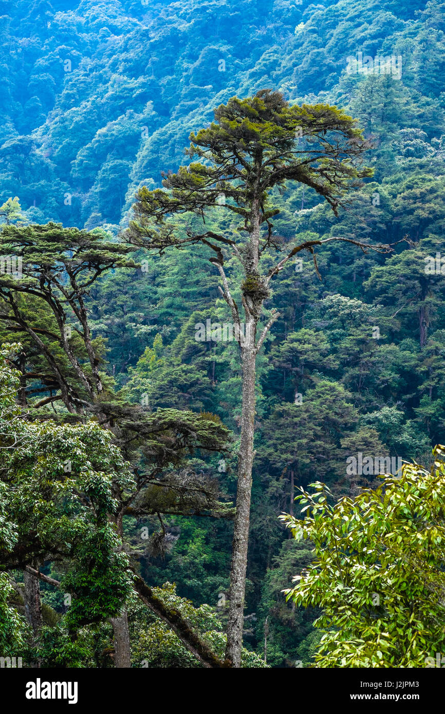 Himalayan cypress hi-res stock photography and images - Alamy