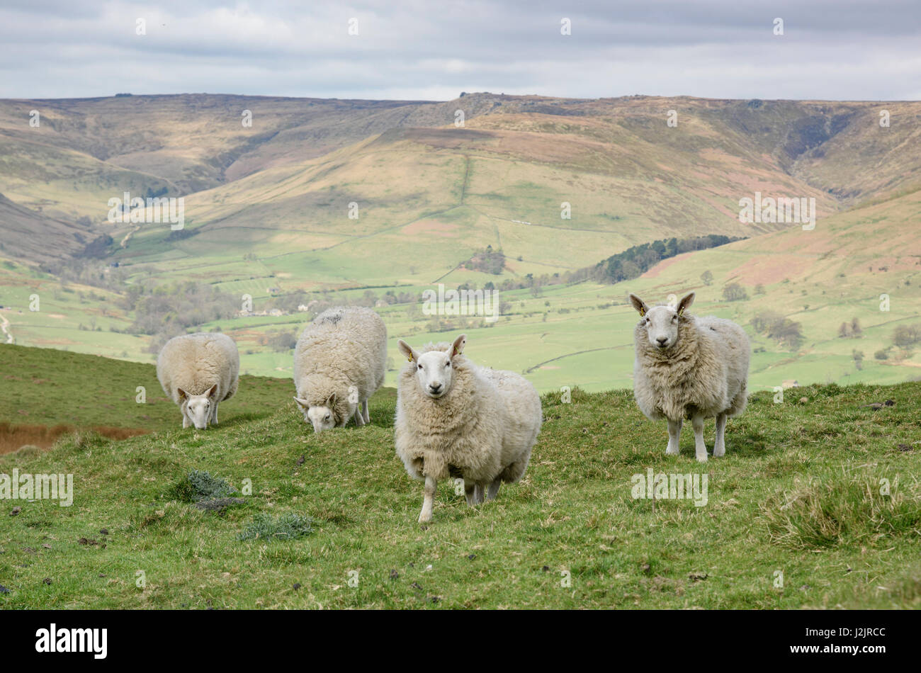 Cheviot sheep animal hi-res stock photography and images - Alamy