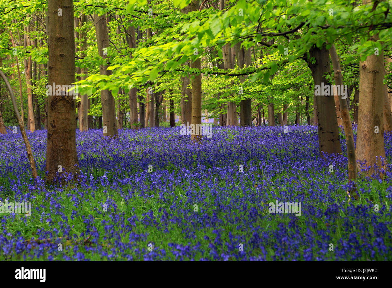 Peterborough, UK. 28th Apr, 2017. UK Weather. Peterborough, UK. 28th ...