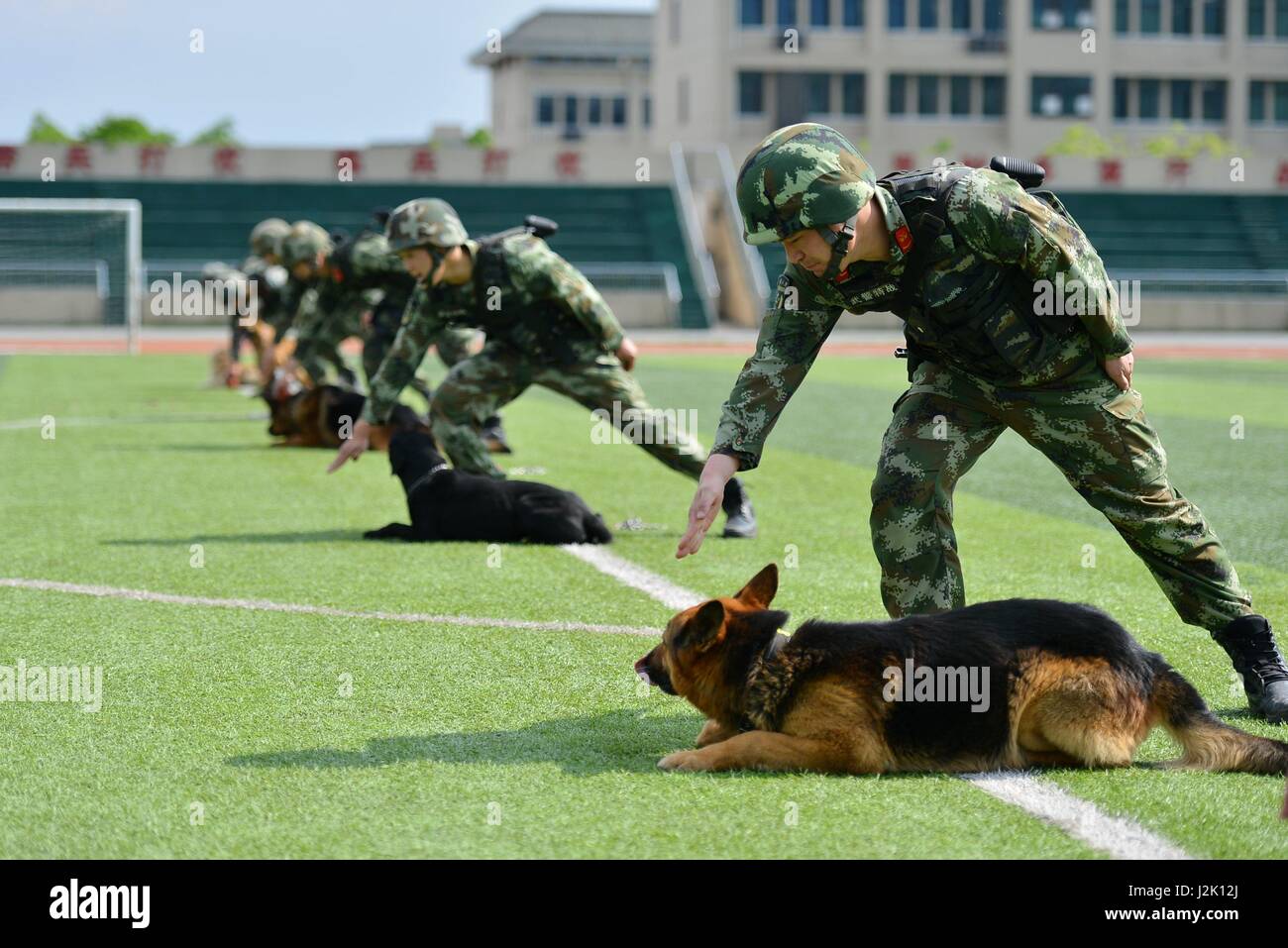 Chongqing, China. 29th Apr, 2017. Police dogs are trained at a training ...