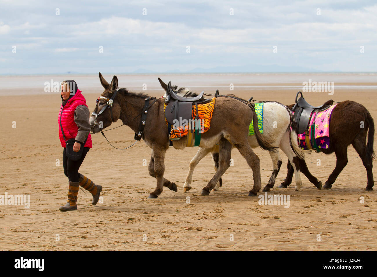 Group, or herd, of seaside saddled donkeys with their handler at Lytham ...