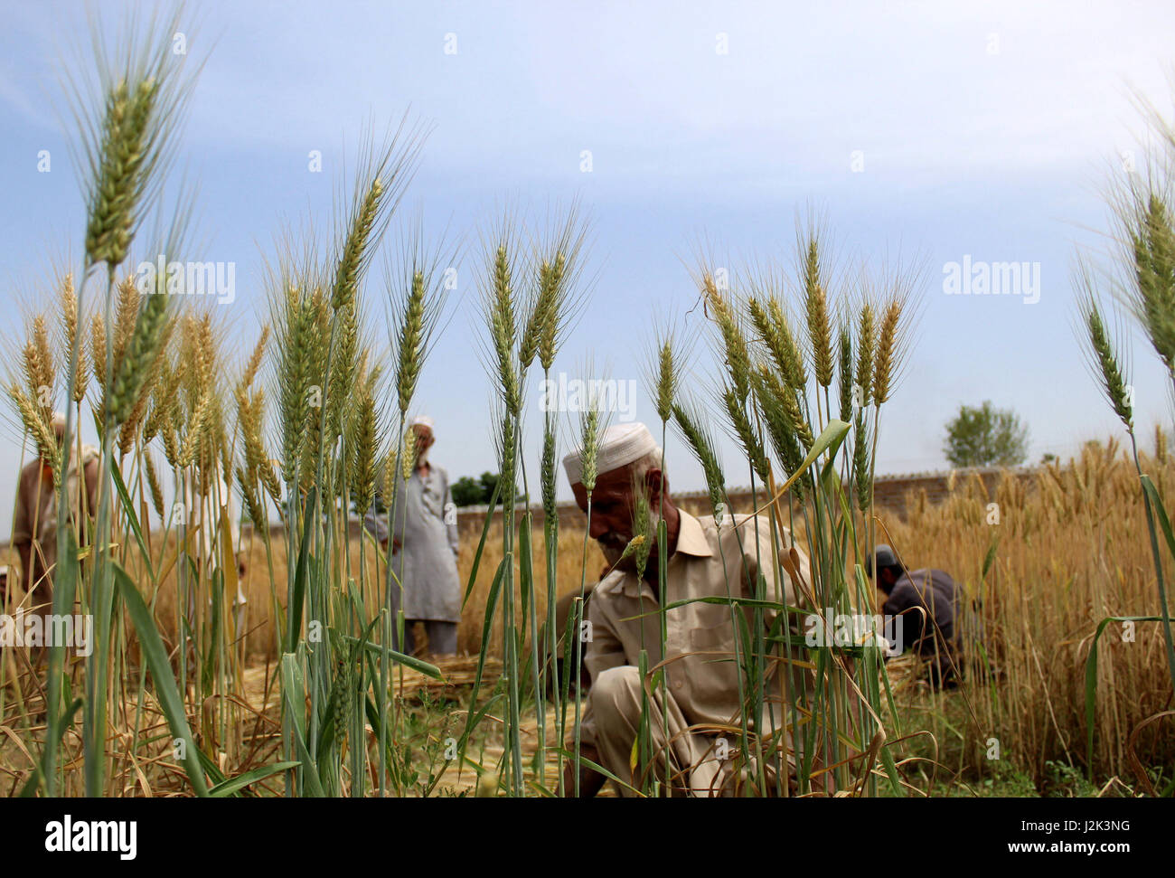 Peshawar. 29th Apr, 2017. Farmers harvest wheat at a field in northwest ...