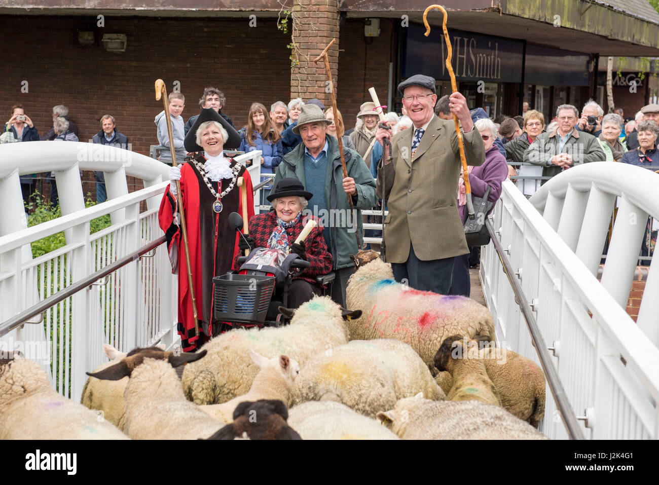 Wimborne sheep hi-res stock photography and images - Alamy