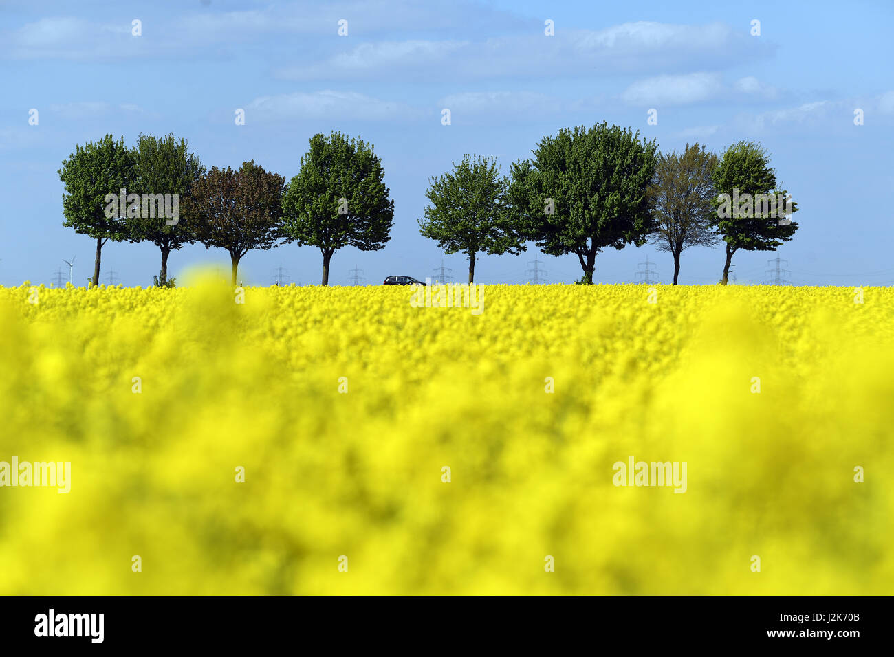 Pulheim, Germany. 29th Apr, 2017. dpatop - Rapeseeds are blooming under ...