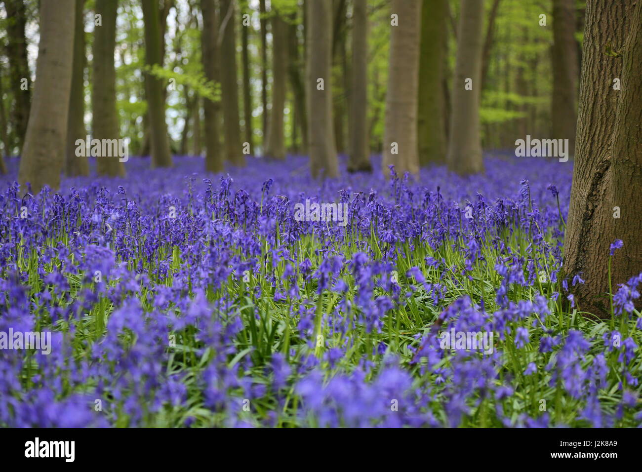 Chrishall common hi-res stock photography and images - Alamy