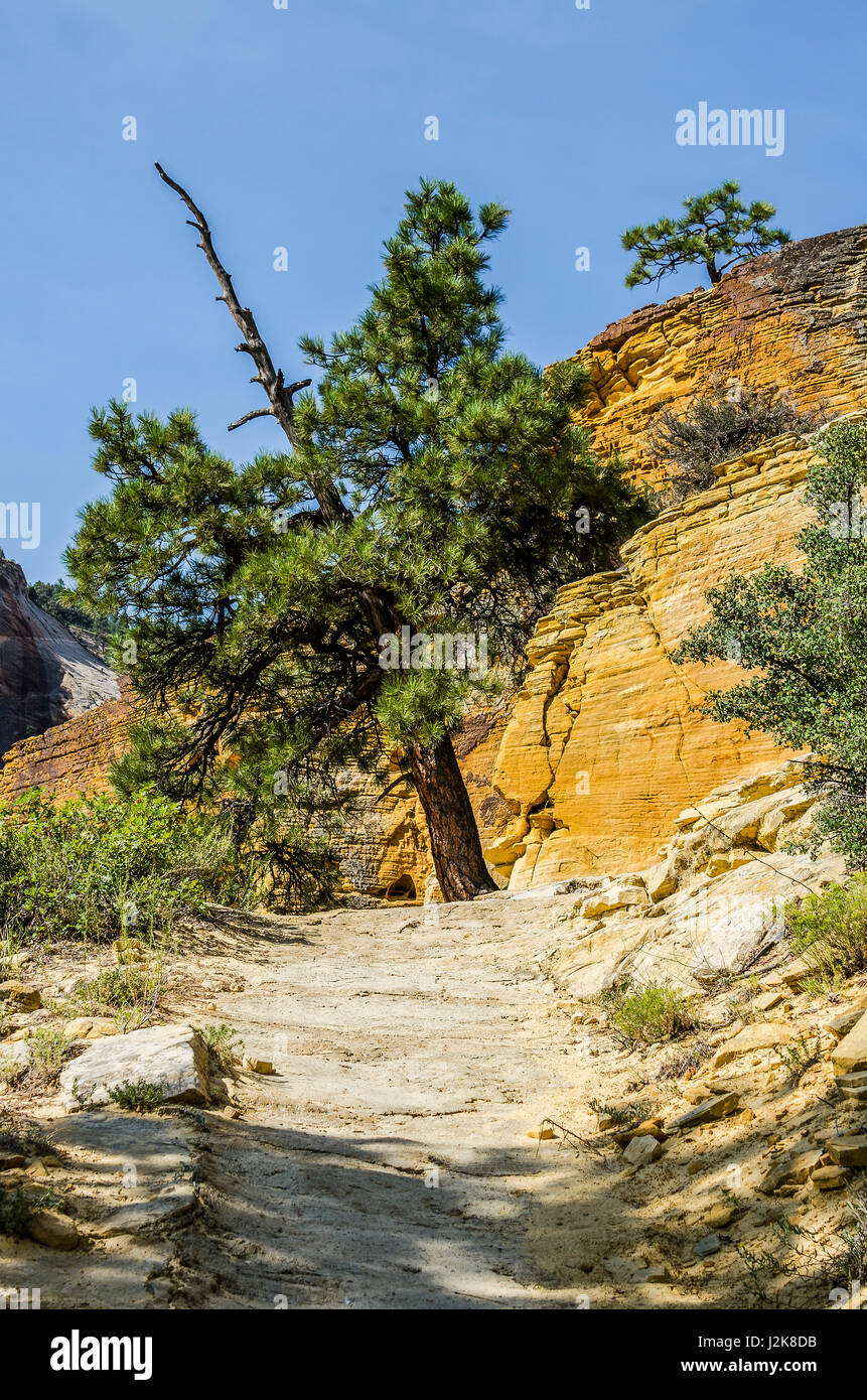 Viewpoint of Zion National Park cliffs from Observation point trail ...