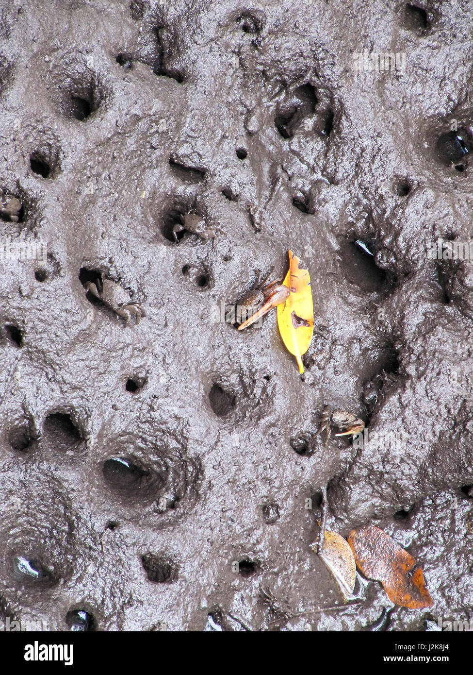 Many small crabs in mud holes closeup in Florida Stock Photo - Alamy