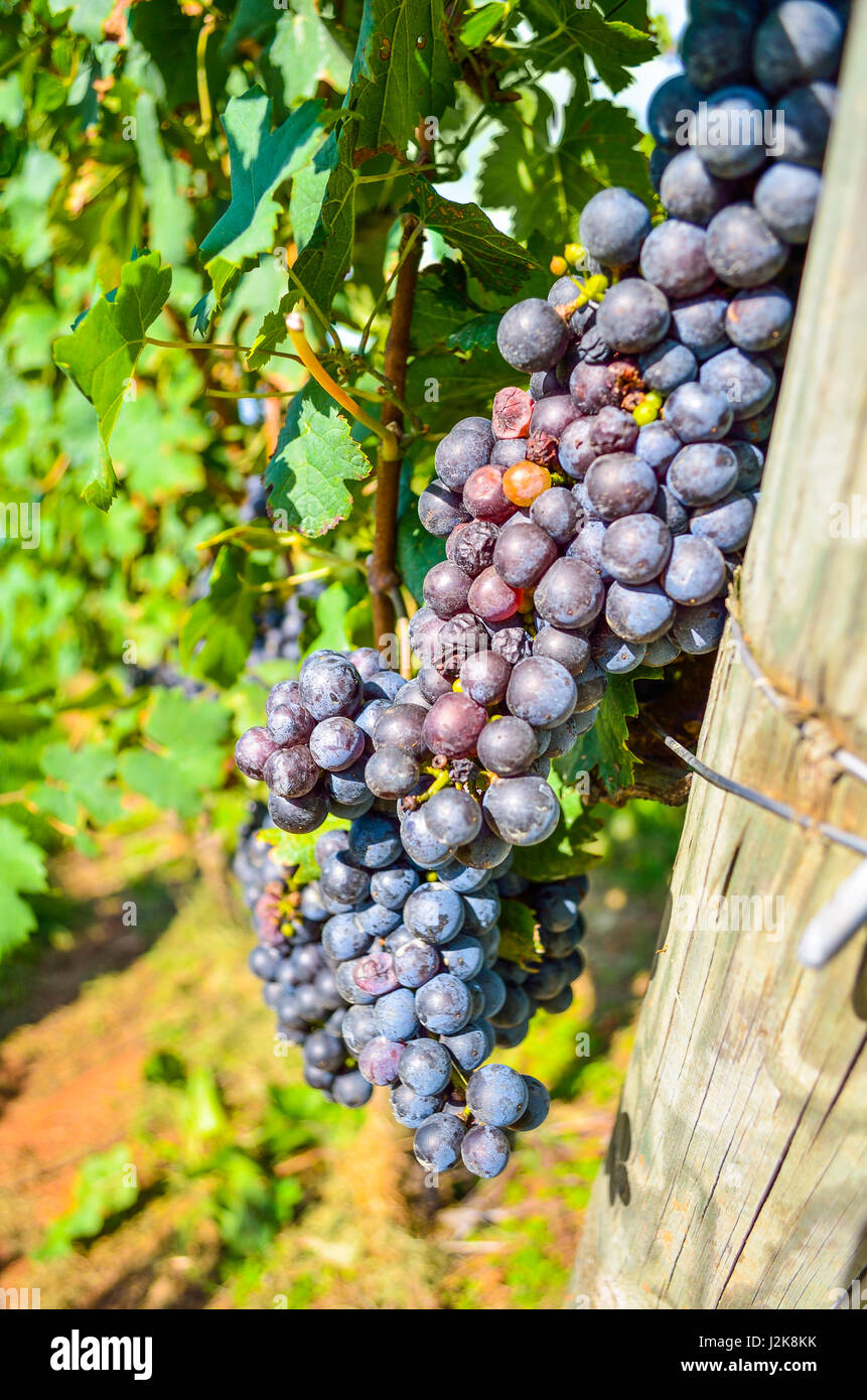 Vertical closeup of dark red wine grapes in sunlight at vineyard Stock ...