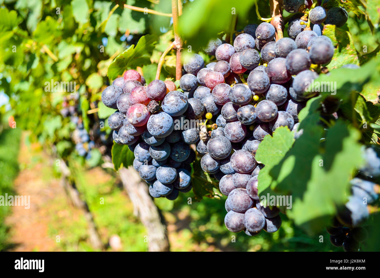 Vineyard texture hi-res stock photography and images - Alamy