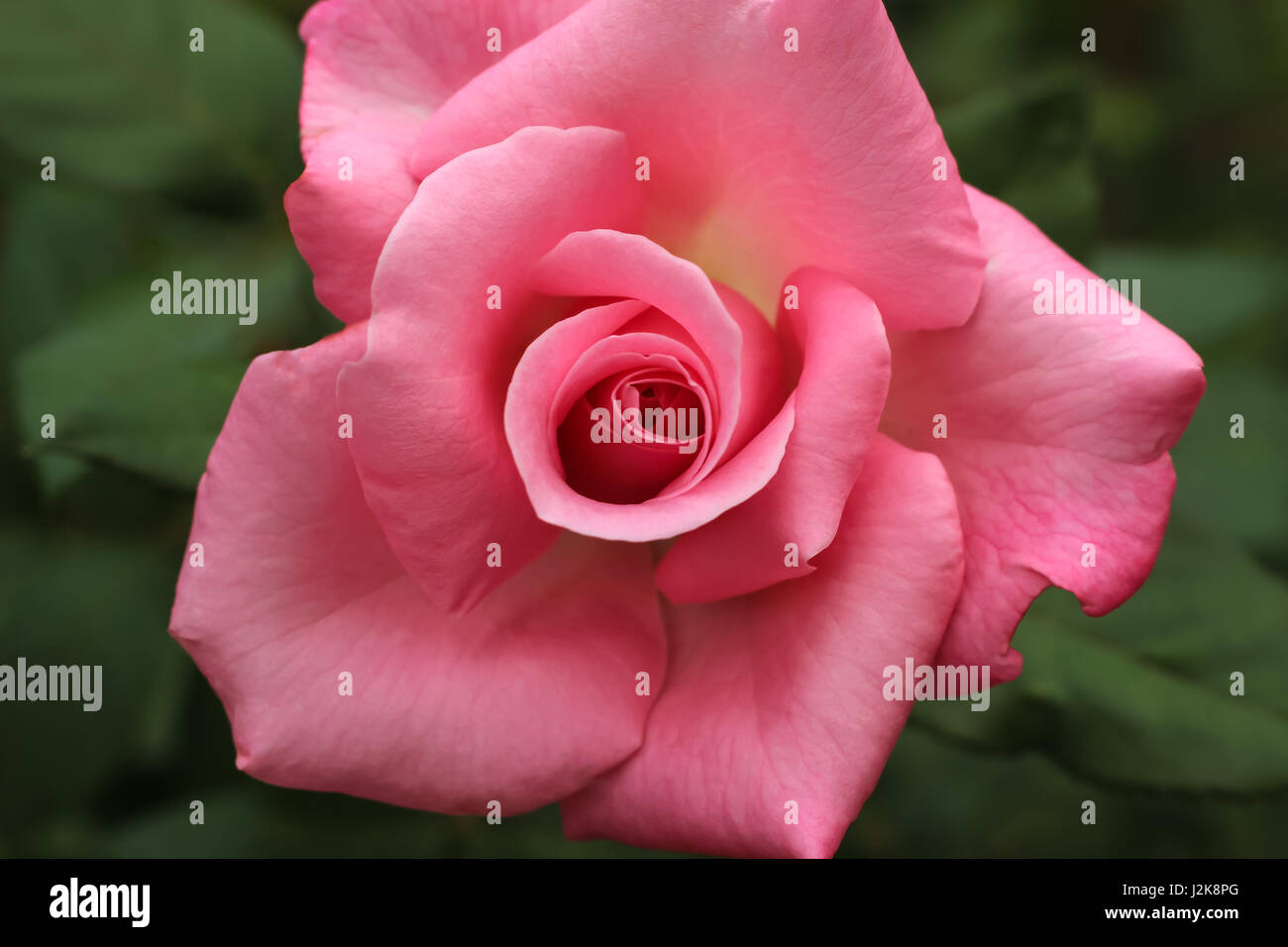 Pretty Pink Rose in the Garden Stock Photo - Alamy