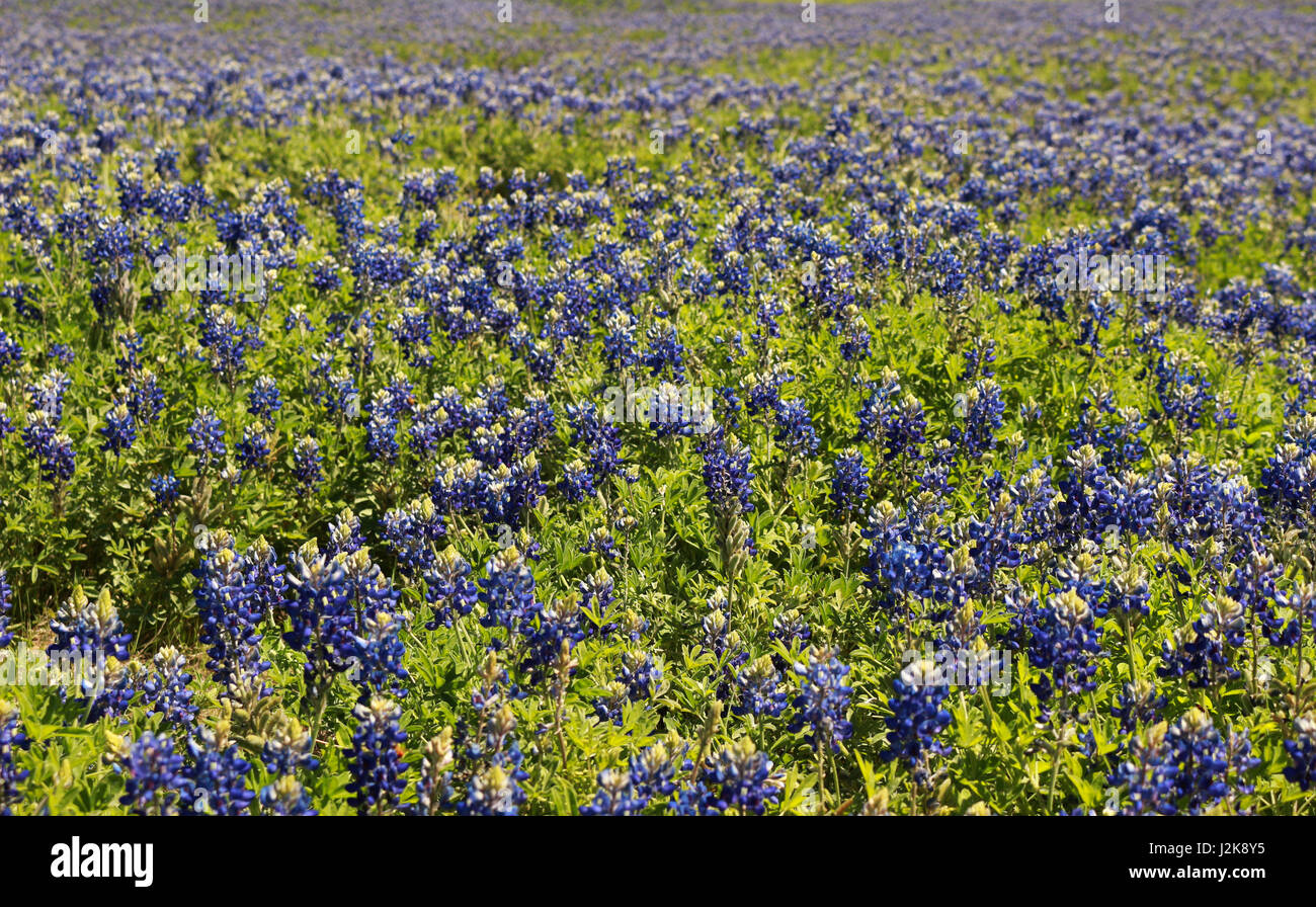 Field of Beautiful BlueBonnets Stock Photo - Alamy