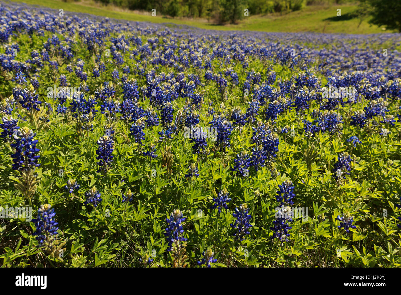Field of Beautiful BlueBonnets Stock Photo - Alamy