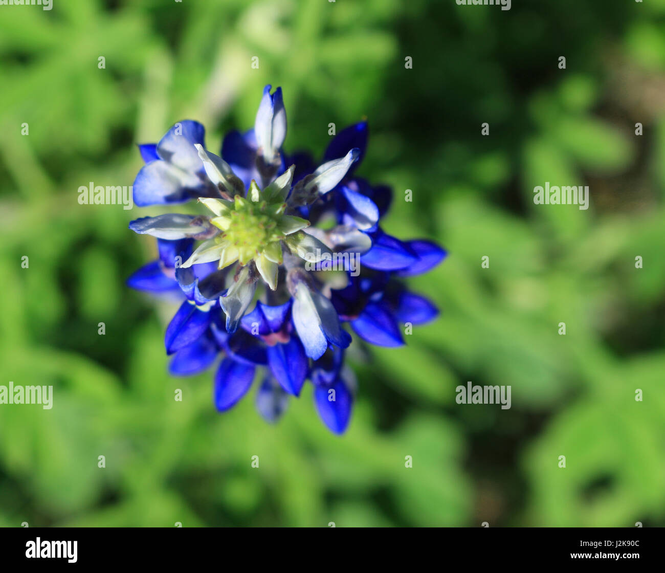 One Single Bluebonnet Plant Stock Photo - Alamy