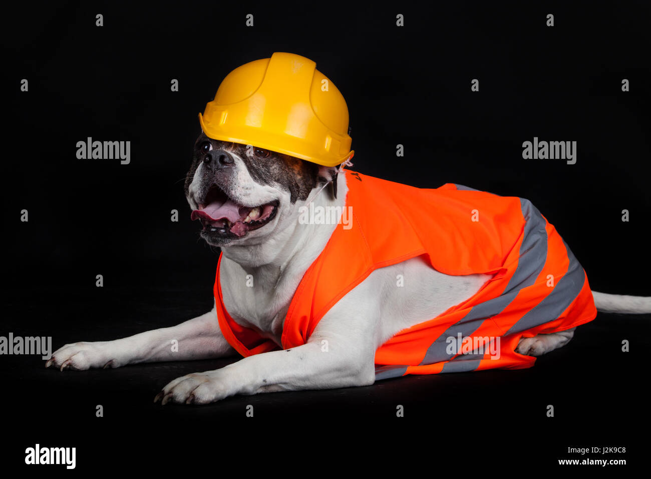 Dog under construction hi-res stock photography and images - Alamy