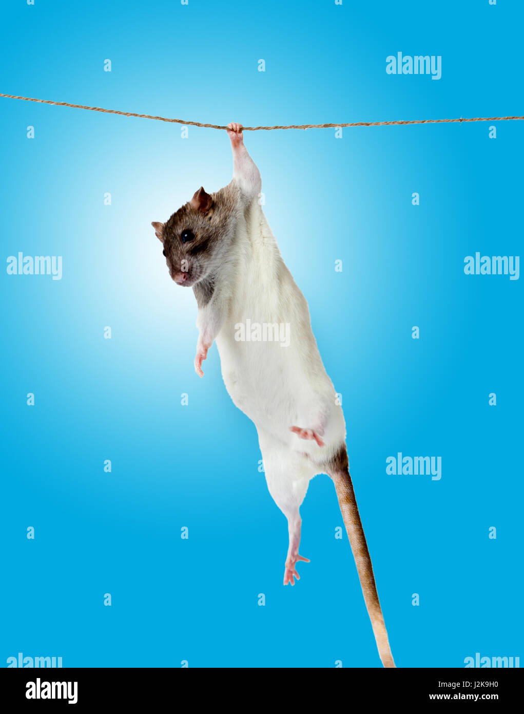 rat clutching at rope on blue background Stock Photo - Alamy