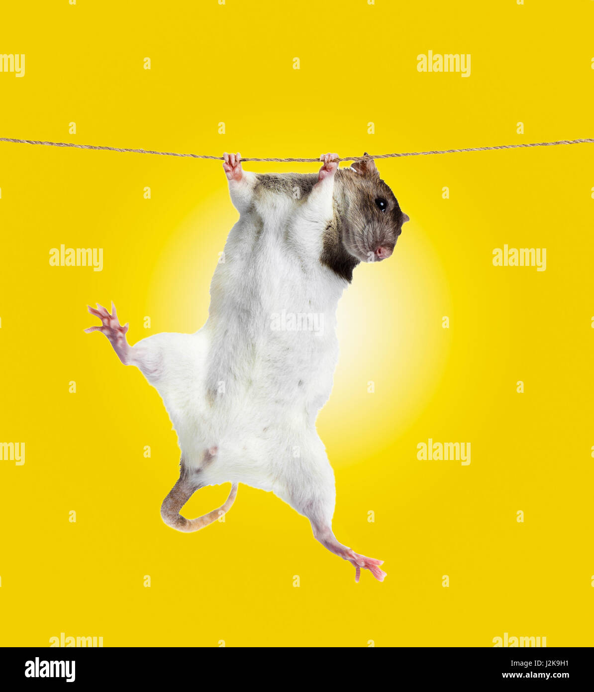 funny little rat on rope Stock Photo - Alamy