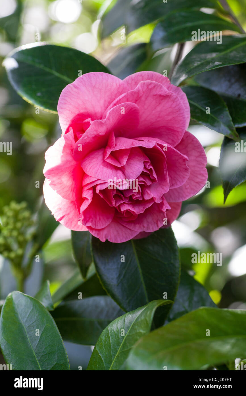 Camellia japonica 'Betty Sheffield Pink' Stock Photo - Alamy