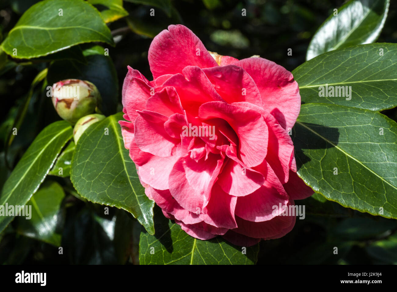 Camellia japonica 'Betty Sheffield Pink' Stock Photo - Alamy