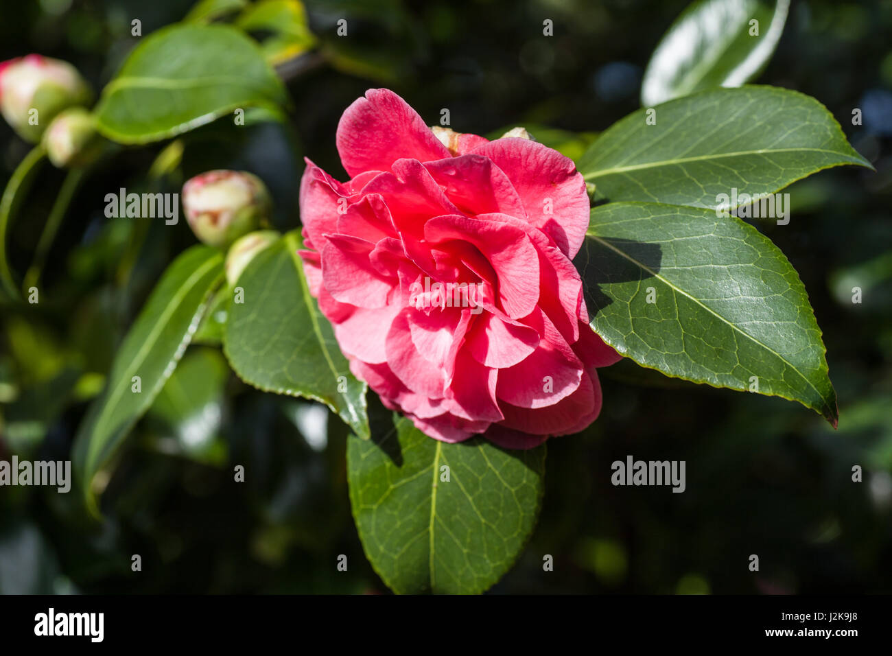 Camellia japonica 'Betty Sheffield Pink' Stock Photo - Alamy