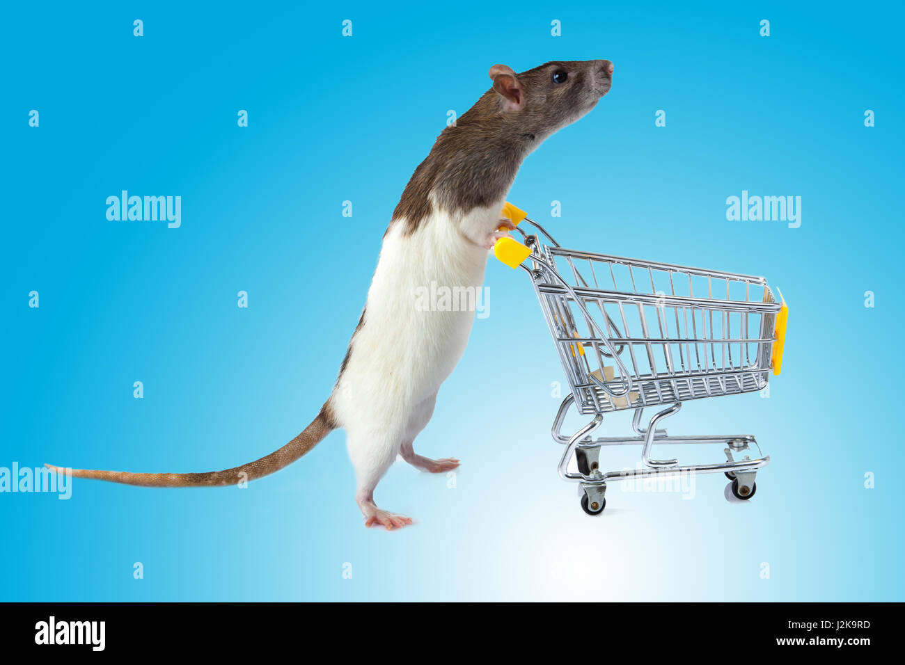 Rat with shopping cart on blue background. concept for pet shop. rat ...