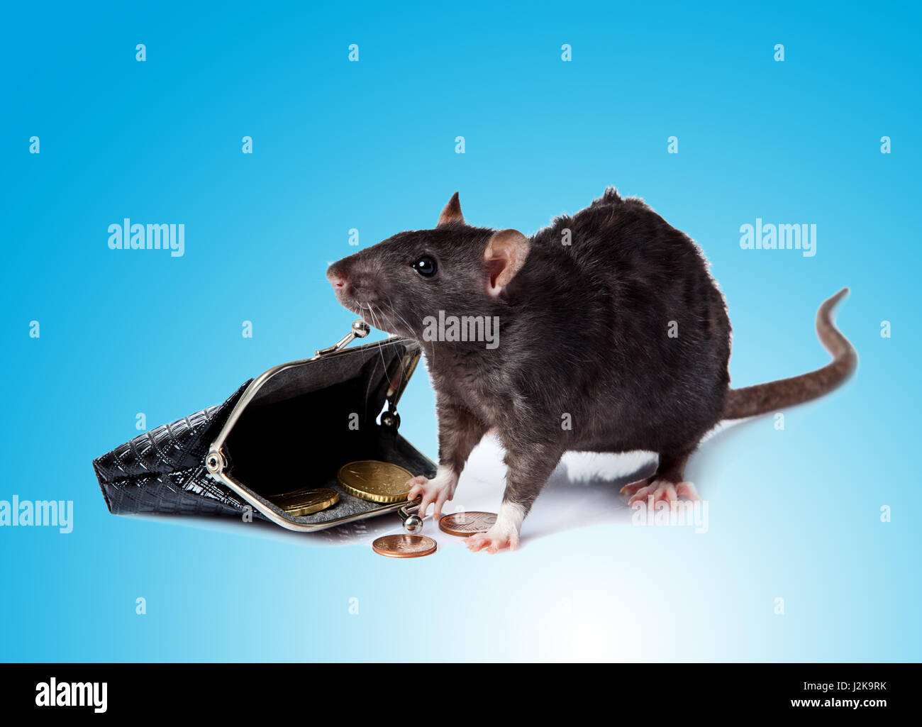 rat with a purse. mouse with money Stock Photo - Alamy