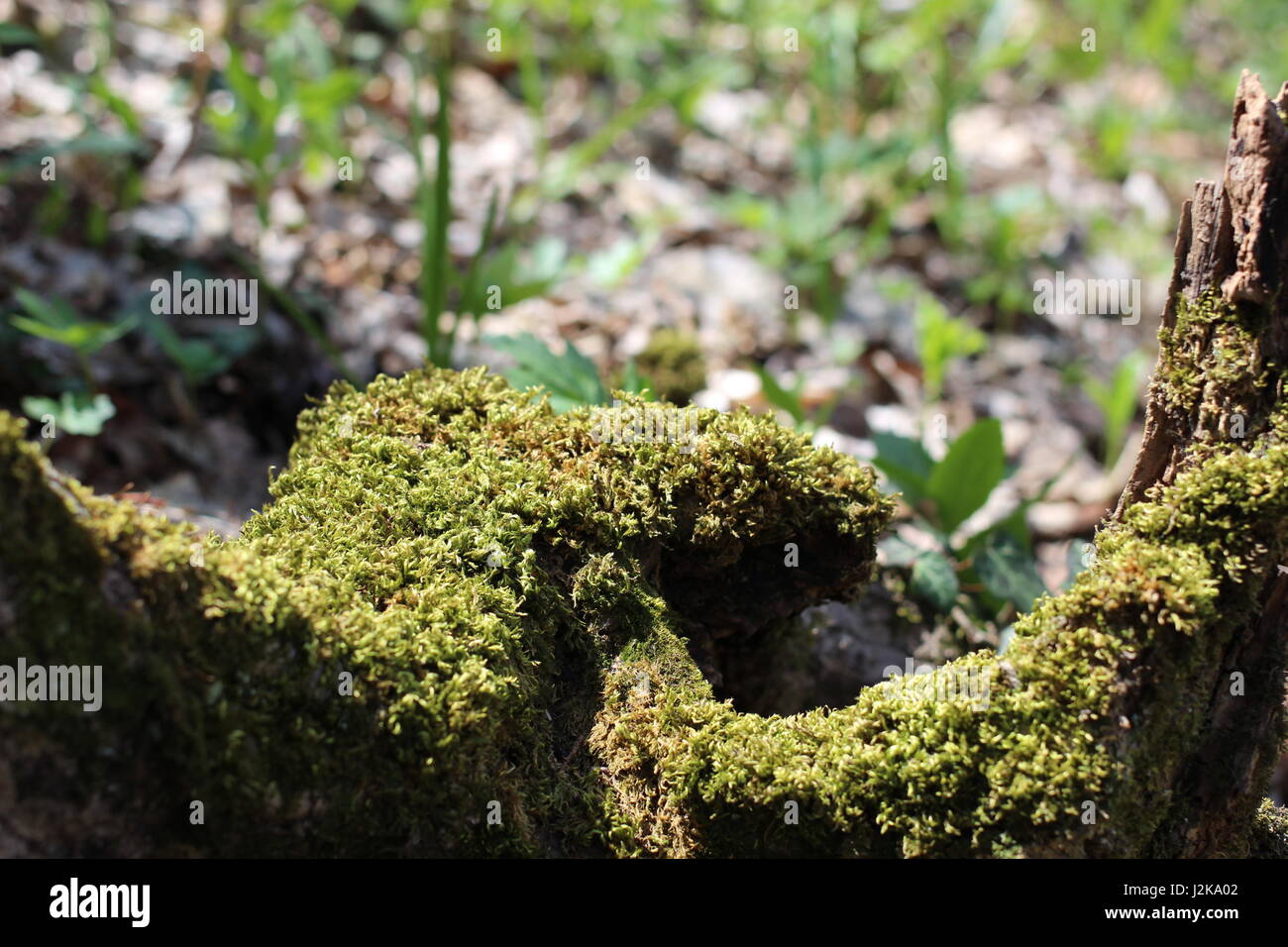 The moss on the wood similar to the dense forest Stock Photo - Alamy