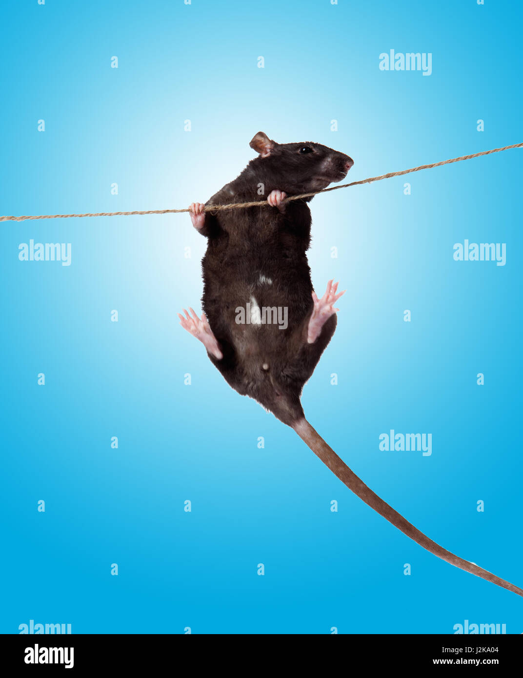 rat clutching at rope on blue background Stock Photo - Alamy
