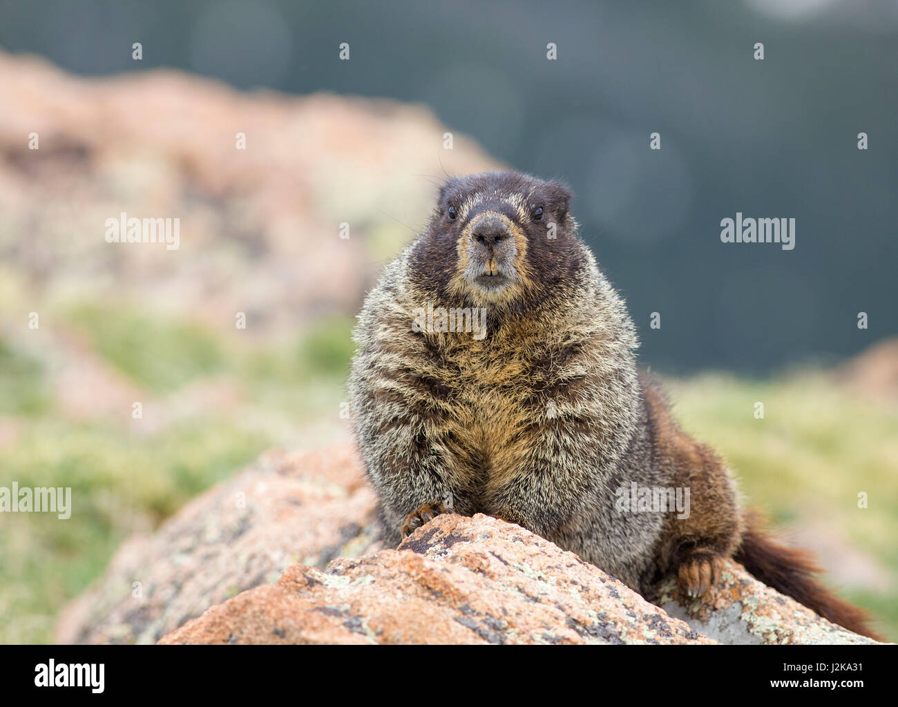 Marmot - Rocky Mountains National Park, Colorado Stock Photo - Alamy