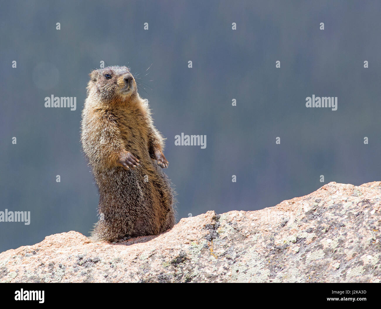 Marmot - Rocky Mountains National Park, Colorado Stock Photo - Alamy