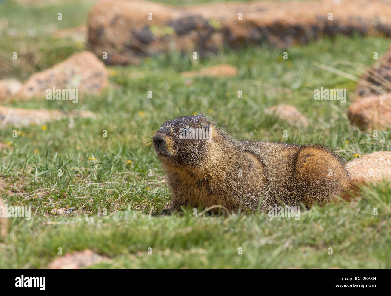Marmot - Rocky Mountains National Park, Colorado Stock Photo - Alamy