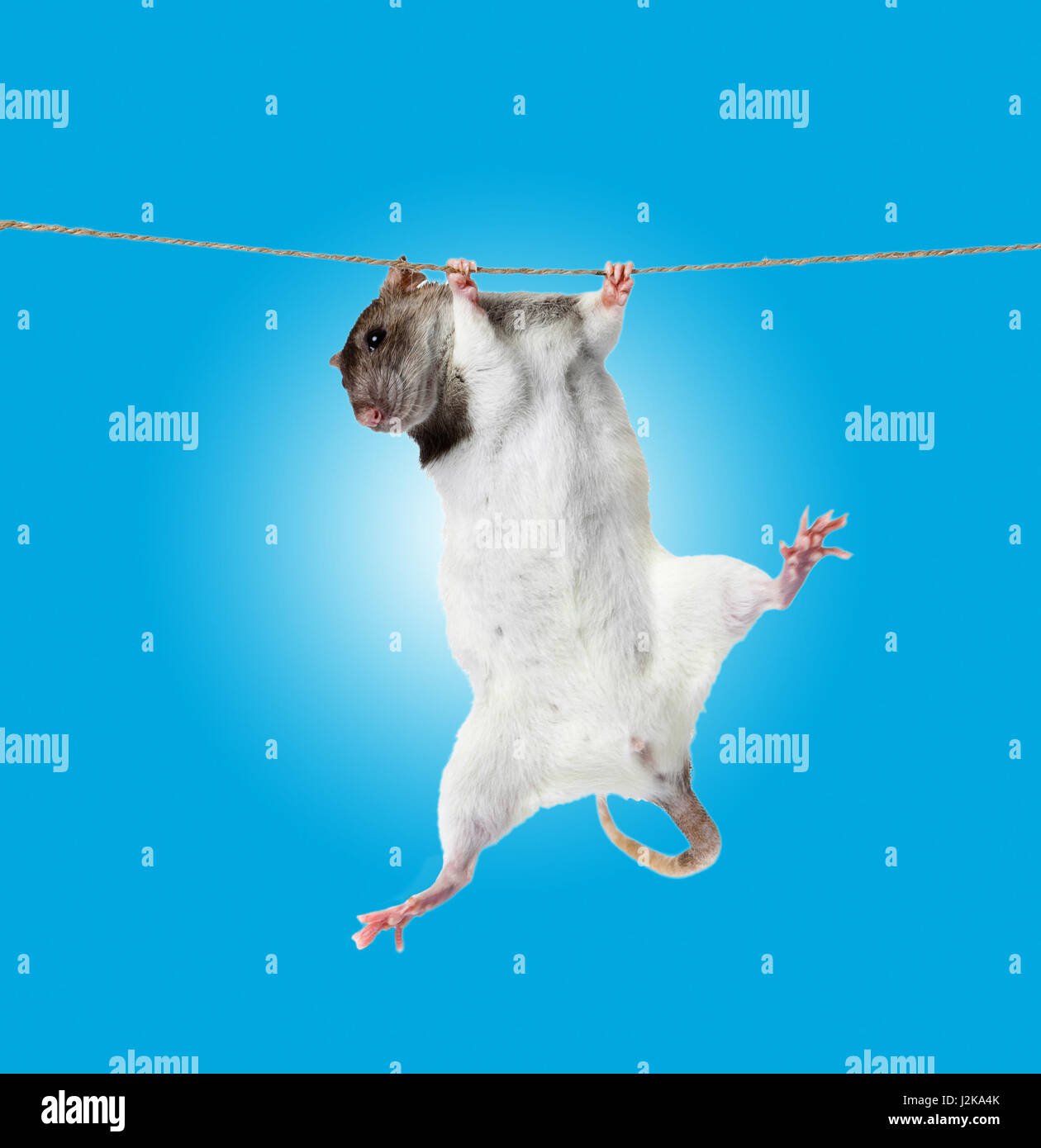 rat clutching at rope on blue background Stock Photo - Alamy
