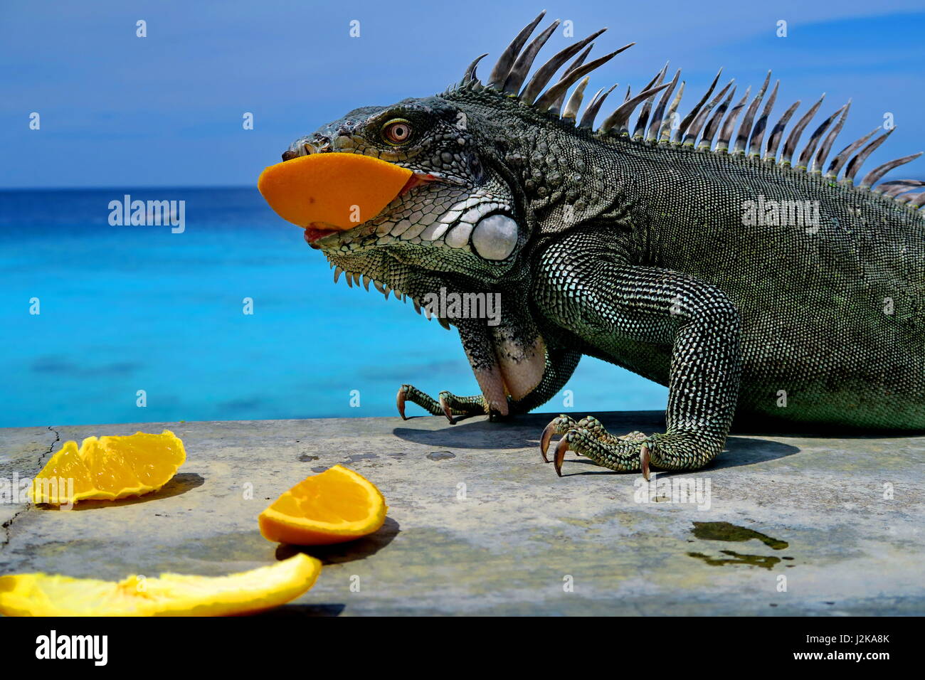 Iguana bonaire wildlife hi-res stock photography and images - Alamy